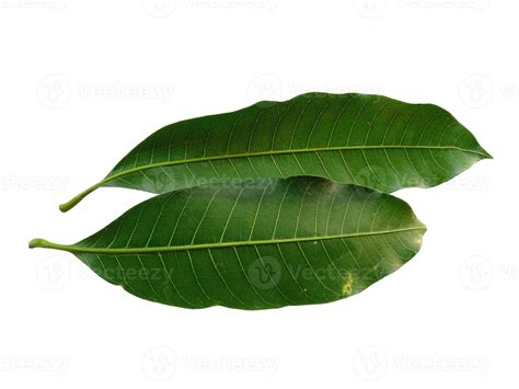Manera Indica Or Mango Green Leaf On White Background 6860825 Stock