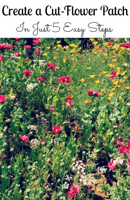 Creating A Cut Flower Patch