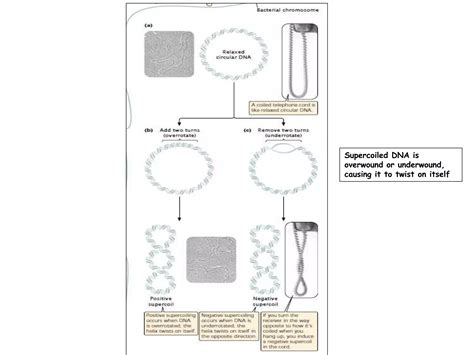 Chromosomes Structure And Function Drkamelsh Shah Psshda Kadi Ppt Biological Sciences