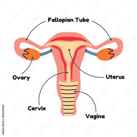 The Vagina Diagram 3d Anatomy Model Of Female Internal Genitalia Sujl