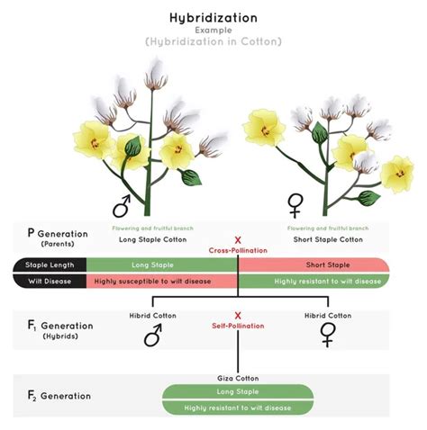 Autosomal Dominant Hereditary Trait Infographic Diagram Including