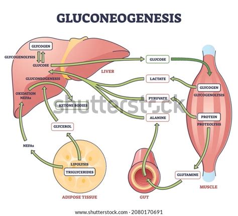 Glycogenolysis Pathway