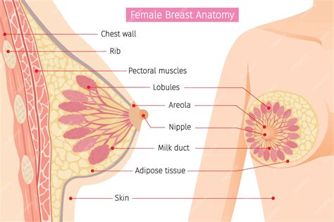 Sección Transversal De La Anatomía Del Seno Femenino Vector Premium