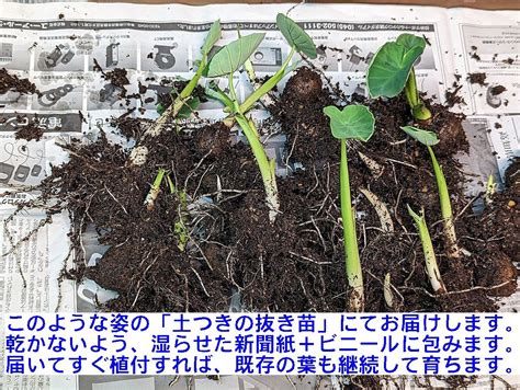 【やや傷や汚れあり】 好評！さといも 元気に発芽済み 10株 里芋 種芋 抜き苗 芽出し済み 品種は 土垂れ 一部は赤芽のセレベス 新鮮野菜