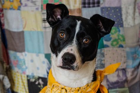 Dots Villalobos Rescue Center