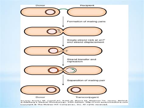 Genetics Pdf د احمد Muhadharaty