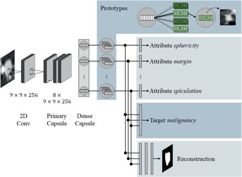 Evaluating The Explainability Of Attributes And Prototypes For A Medical Classification Model