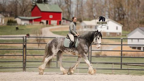 Clyde The All Around Package 5 Yr Old Blue Roan Clydesdale Gelding