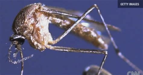 美 괴물 모기 등장 일반 모기의 20배 크기통증도 유발