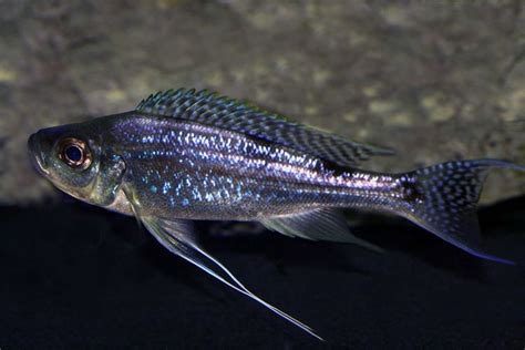 Haplotaxodon Alchetron The Free Social Encyclopedia