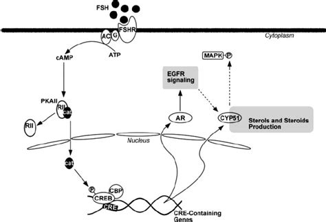 A Possible Signaling Pathway That Mediates Fsh Induced Meiotic