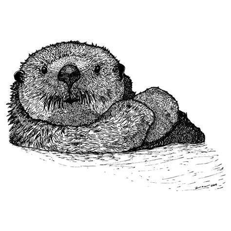 Sea Otter Drawing Step Step