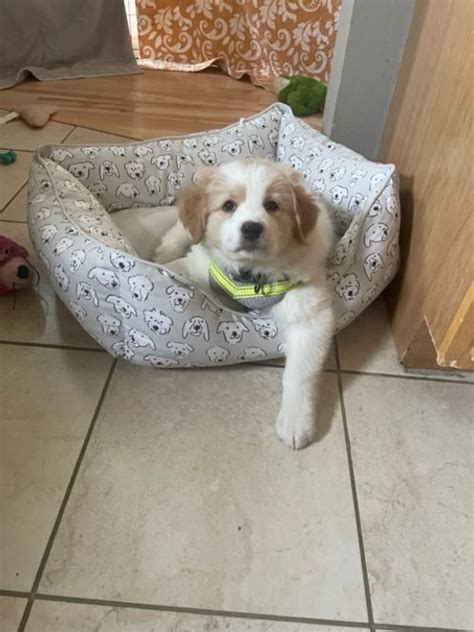 Jolene — Fetch Wisconsin Rescue