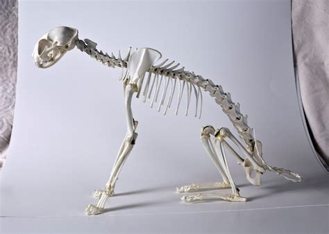 Domestic Real Cat Skeleton Articulation Taxidermy Bone Oddity