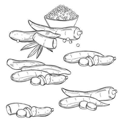 790 Cassava Stock Illustrations Royalty Free Vector Graphics And Clip