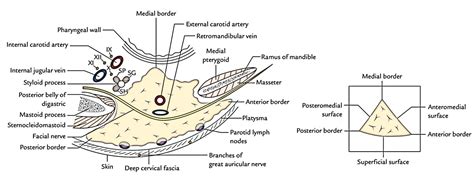 Parotid Gland Duct Anatomy