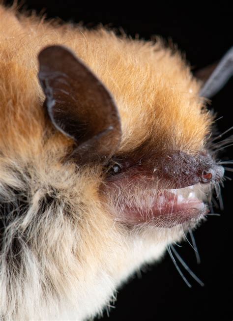 Northern California Bat Species