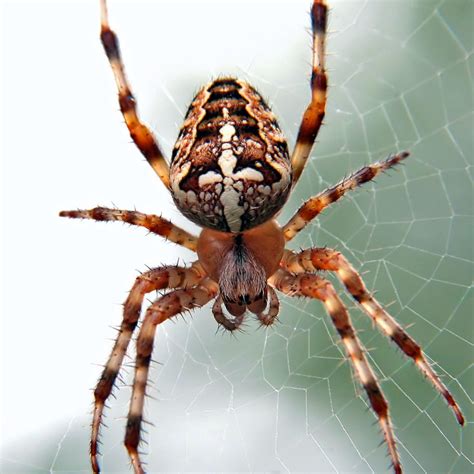 White Spider Identification