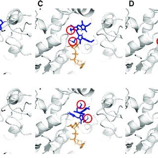 The Complexes Of Ugt1a1 With Coenzyme And Substrates Pairs Of Udpga