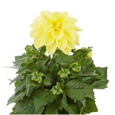 Dalija Midi Yellow Vrtnarstvo Iris