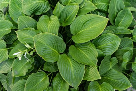 Хосты в горшках. Как посадить и хранить? | Семь семян🌱Просто о ...