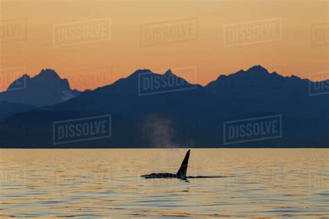 Orca Whale Killer Whale Orcinus Orca Surfaces In Lynn Canal On A