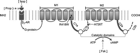 Gain Of Function Adcy5 Mutations In Familial Dyskinesia With Facial