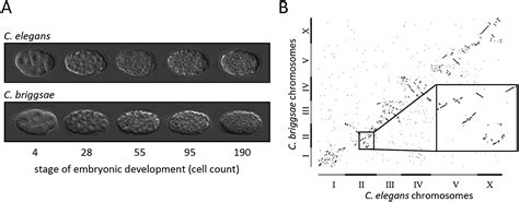 Comparison Of Diverse Developmental Transcriptomes Reveals That Coexpression Of Gene Neighbors