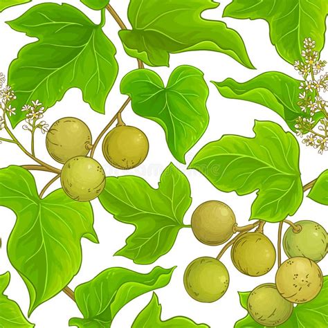 Kukui Nut Stock Illustrations 76 Kukui Nut Stock Illustrations Vectors And Clipart Dreamstime