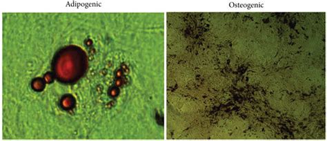 Flow Cytometric Analysis Of Cell Surface Antigens Of Rat Bmscs At