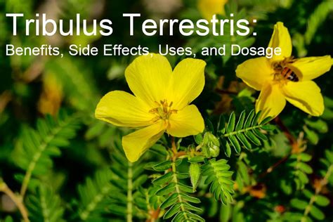 Tribulus Terrestris Benefits Side Effects Uses And Dosage