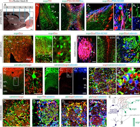 Scgn In The Rms And Ob A Neurons Are Continuously Committed To The