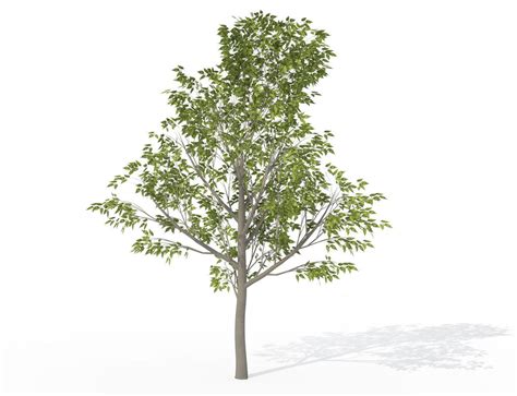 Sapling Hackberry Tree 3d Model 3d Plants