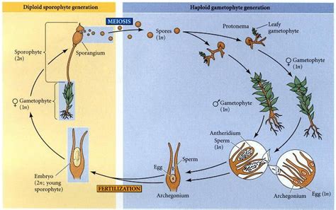 The Convoluted Life Cycle Of Moss Genus Polytrichum