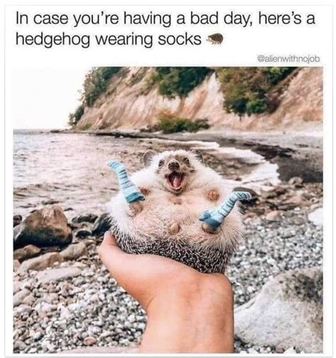 Wheee Enjoy Rwholesomememes