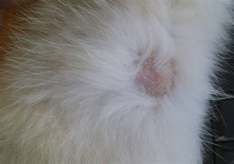 猫癣初期症状怎么辨别（猫癣初期症状图分辨） 宠颐生宠物医院