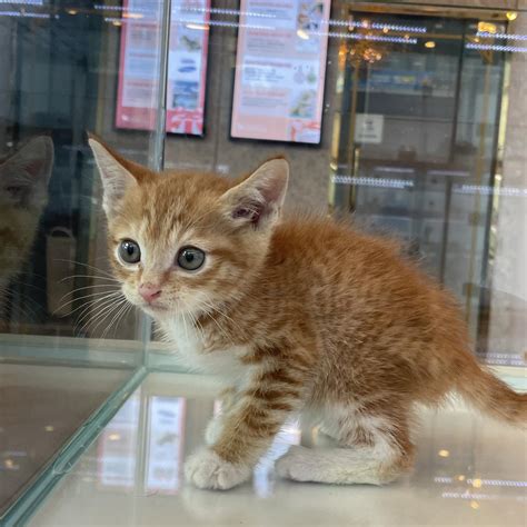 코리안숏헤어 치즈 아비시니안키우는방법 터키시앙고라키우는방법 페르시안키우는방법 애완견키우는방법 반려견키우는방법 소형견보호소 중형견