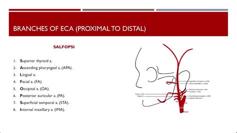 Branches Of External Carotid Artery Mnemonic