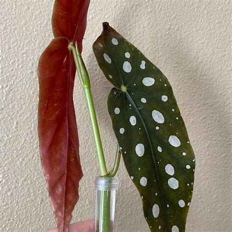Begonia Maculata Wightii Polka Dot Etsy