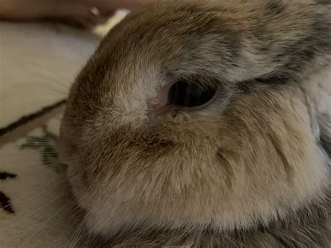 Irritation More In Comments R Rabbits