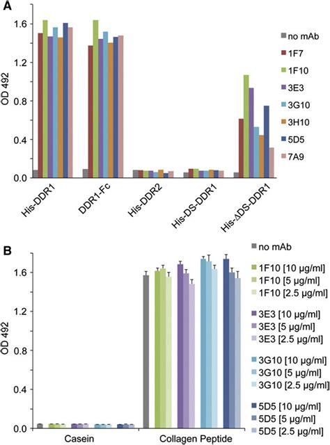 The Anti Ddr1 Mabs Block Collagen Induced Ddr1 Phosphorylation Ddr1b Download Scientific