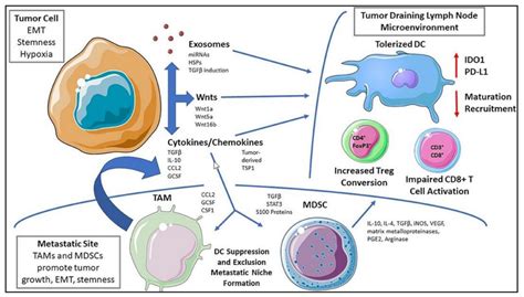 Cells Free Full Text Tumor Infiltrating Dendritic Cells Decisive Roles In Cancer