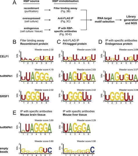 Endo Bind N Seq Identifying Rna Motifs Of Rna Binding Proteins