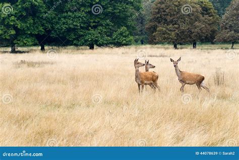 Three Red Deer Hinds Curious In Long Grass Watching Stock Image
