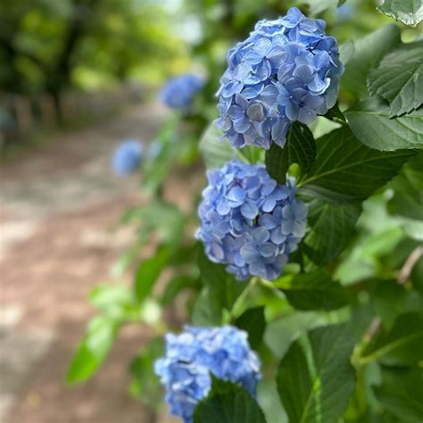 はじめましての仲間 Sakra Jp