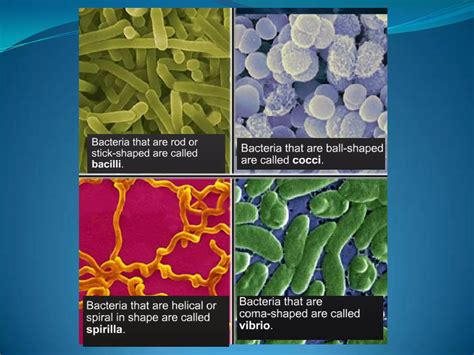 11 Classification Of Microbes Pptx Biological Sciences Science 11 Classification Of Microbes Pptx Biological Sciences Science