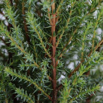 Juniperus Communis Compressa — Plant Wholesale Floraccess