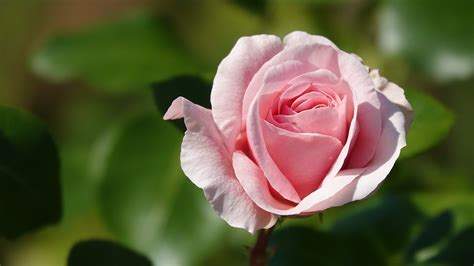 Rose Flower Pink Free Photo On Pixabay