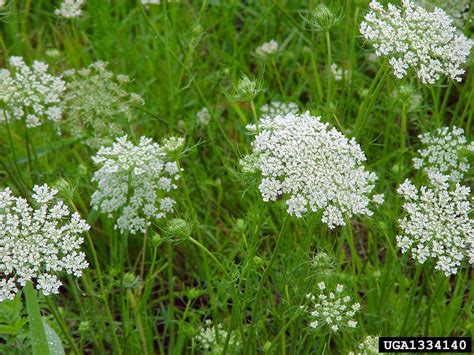 Queen Anne S Lace Wild Carrot Daucus Carota Apiales Apiaceae Artofit