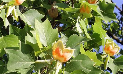 33 Facts About Tulip Tree
